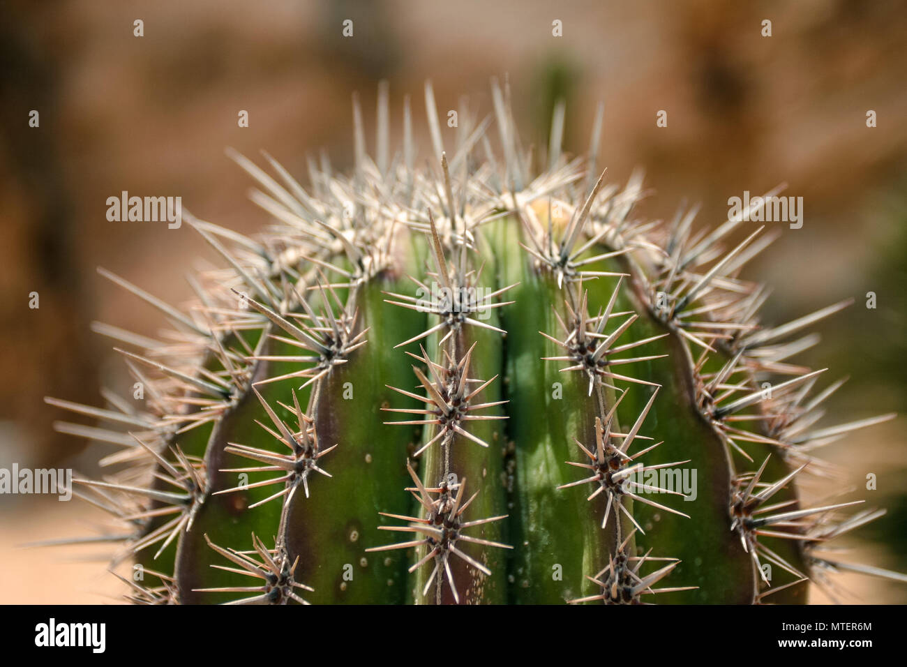 Prickles Stock Photos & Prickles Stock Images - Alamy