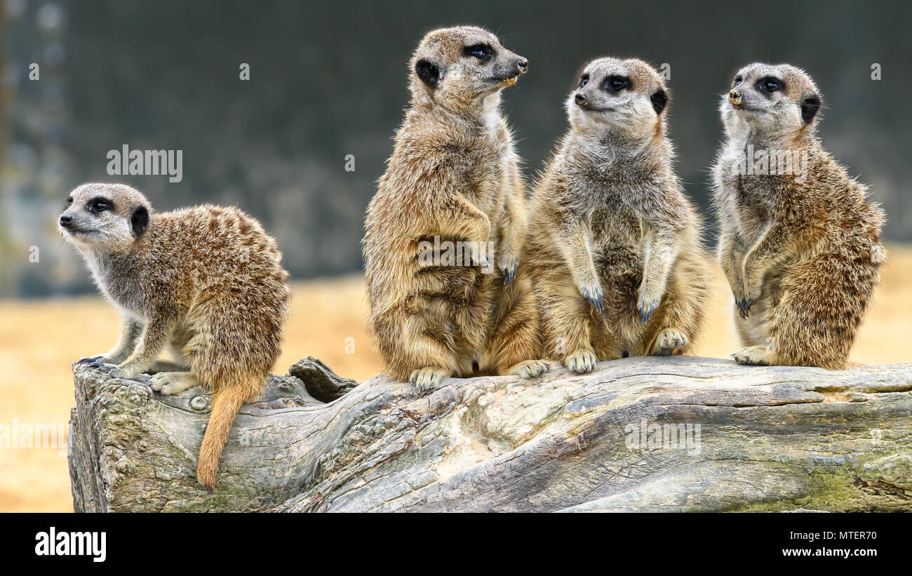 Meerkats of africa hi-res stock photography and images - Alamy