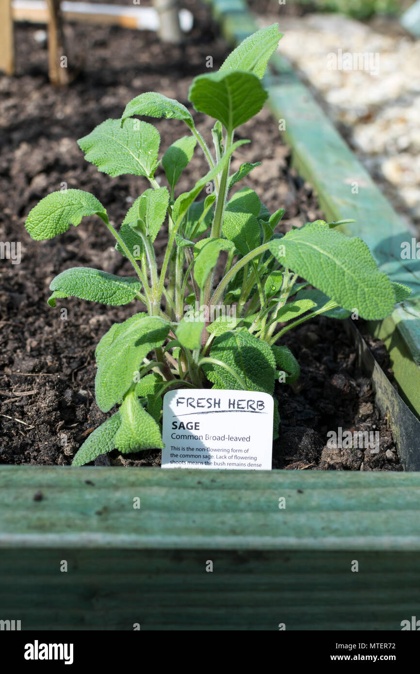 Sage Common Broad leaved herb Stock Photo - Alamy
