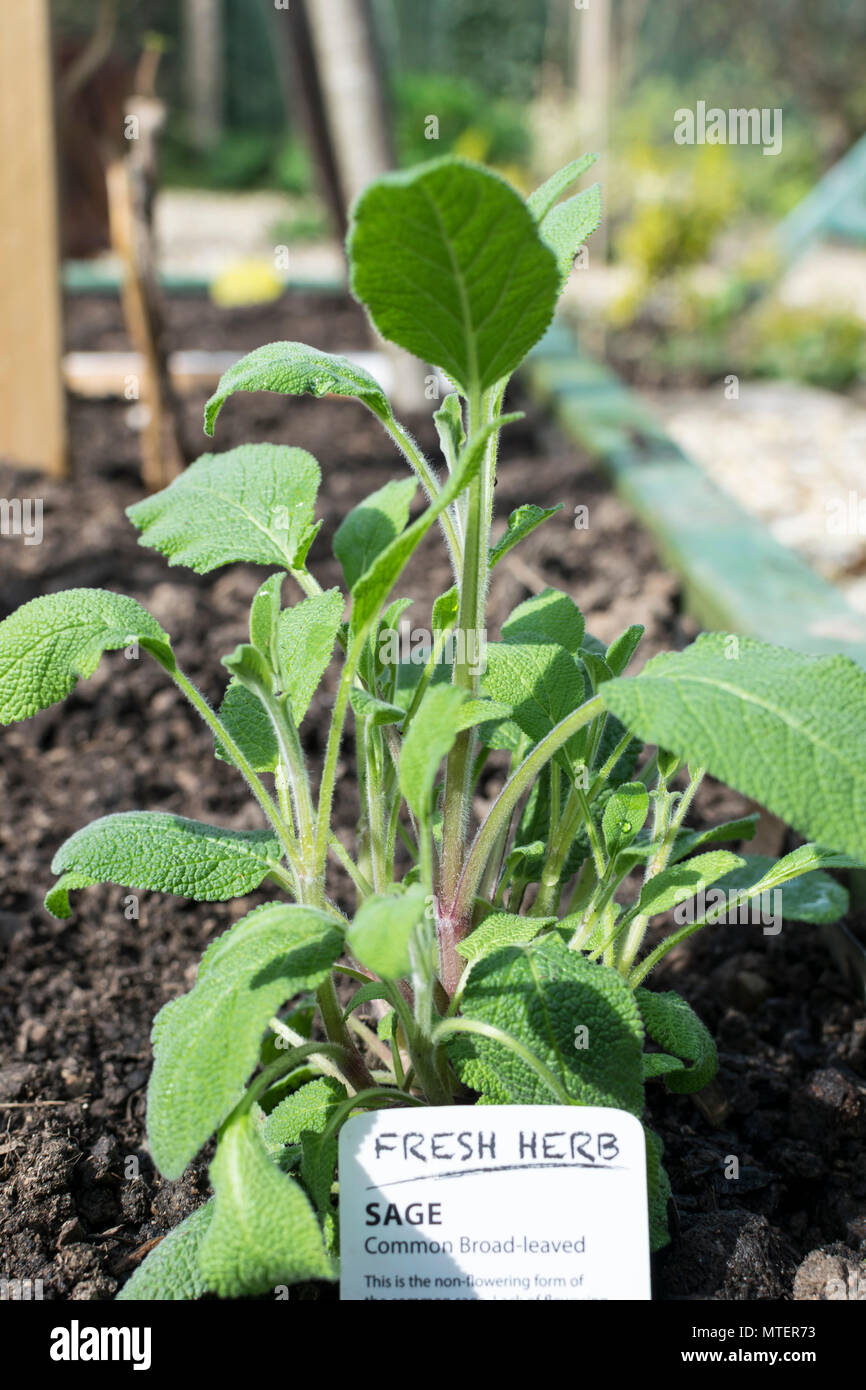 Sage Common Broad leaved herb Stock Photo - Alamy