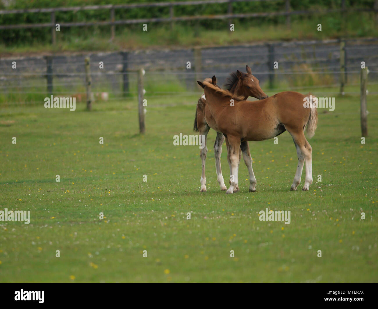 Cute Foals Playing