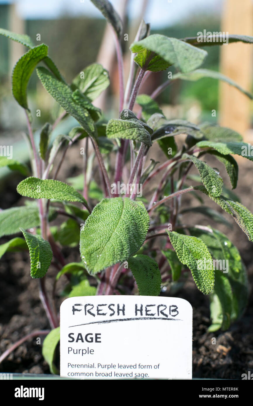 Sage Purple perennial broad leaved garden herb Stock Photo - Alamy