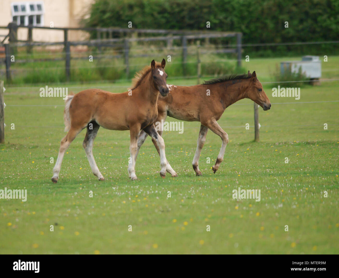 Two cute foals in a summer paddock Stock Photo - Alamy