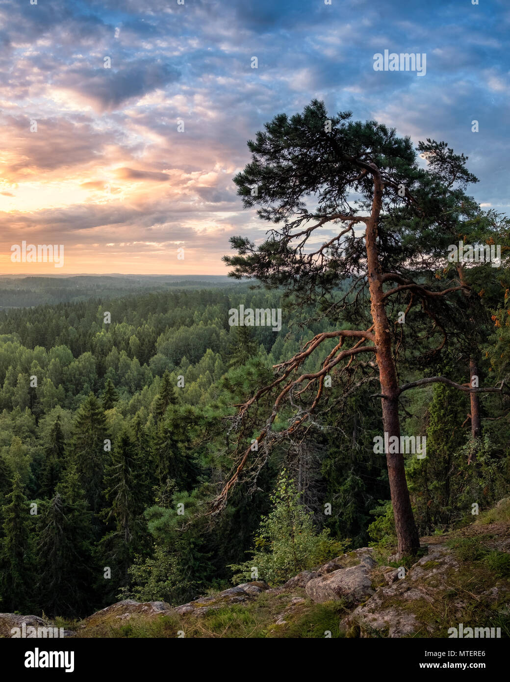Scenic forest view with sunrise and pine tree at peaceful morning in ...