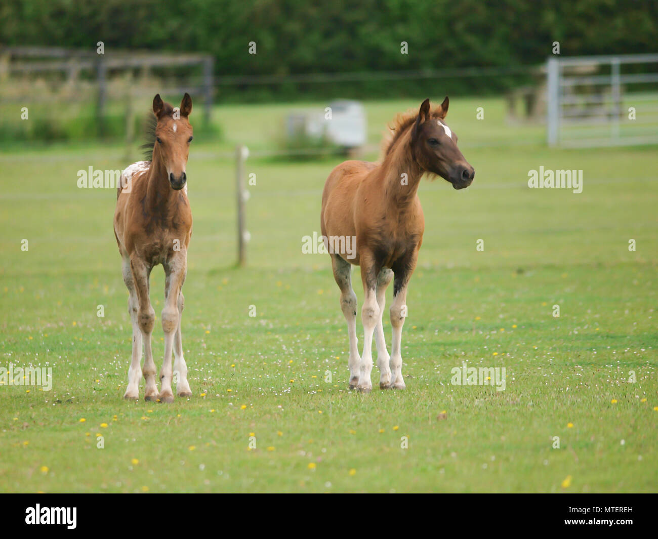 Cute foals hi-res stock photography and images - Alamy