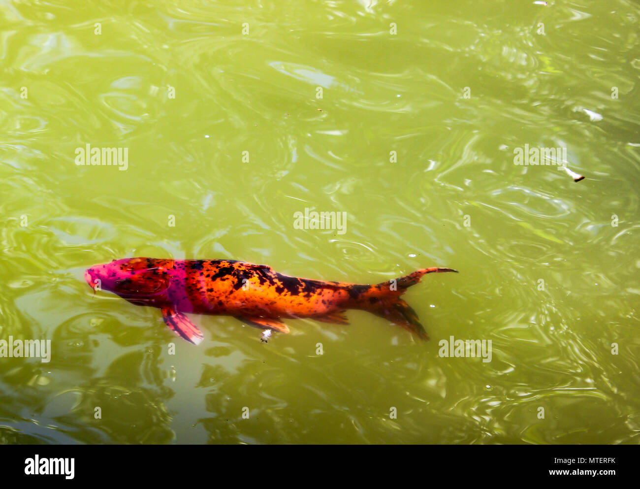 A red and yellow fish swims in green water Stock Photo - Alamy