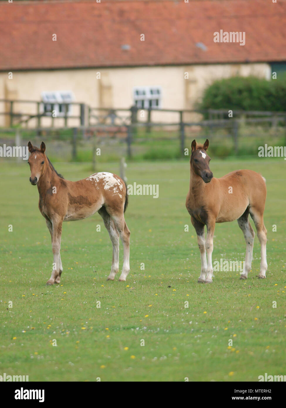 Cute foals hi-res stock photography and images - Alamy