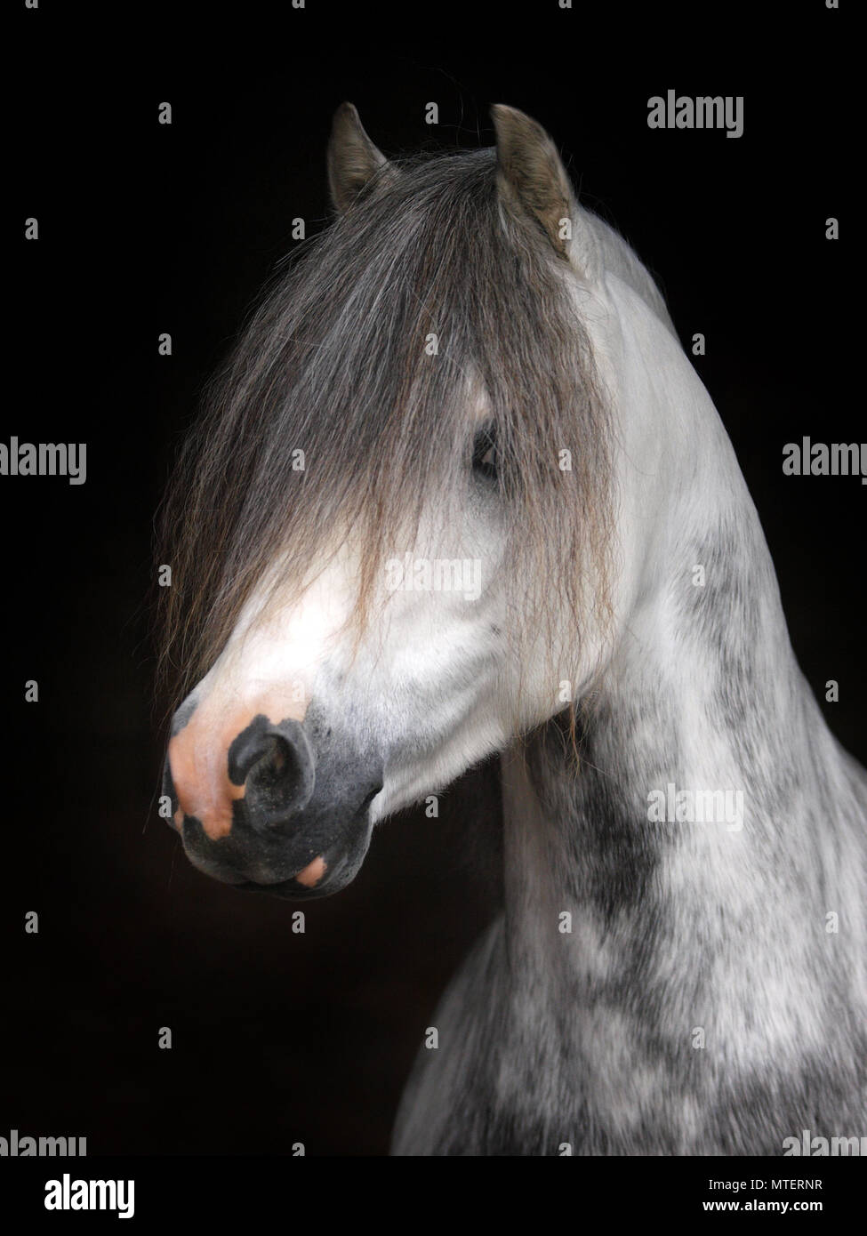 A headshot of a grey Welsh stallion against a black background Stock ...