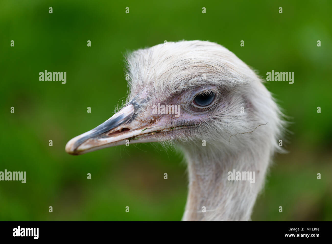 Rhea bird portrait Stock Photo - Alamy