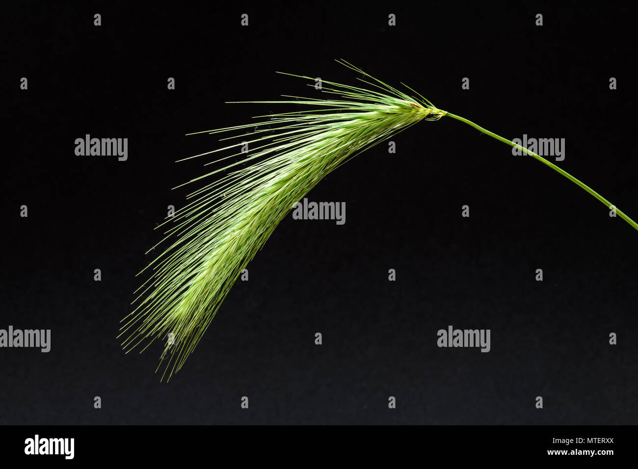 Ear of Barley Plant isolated Stock Photo - Alamy
