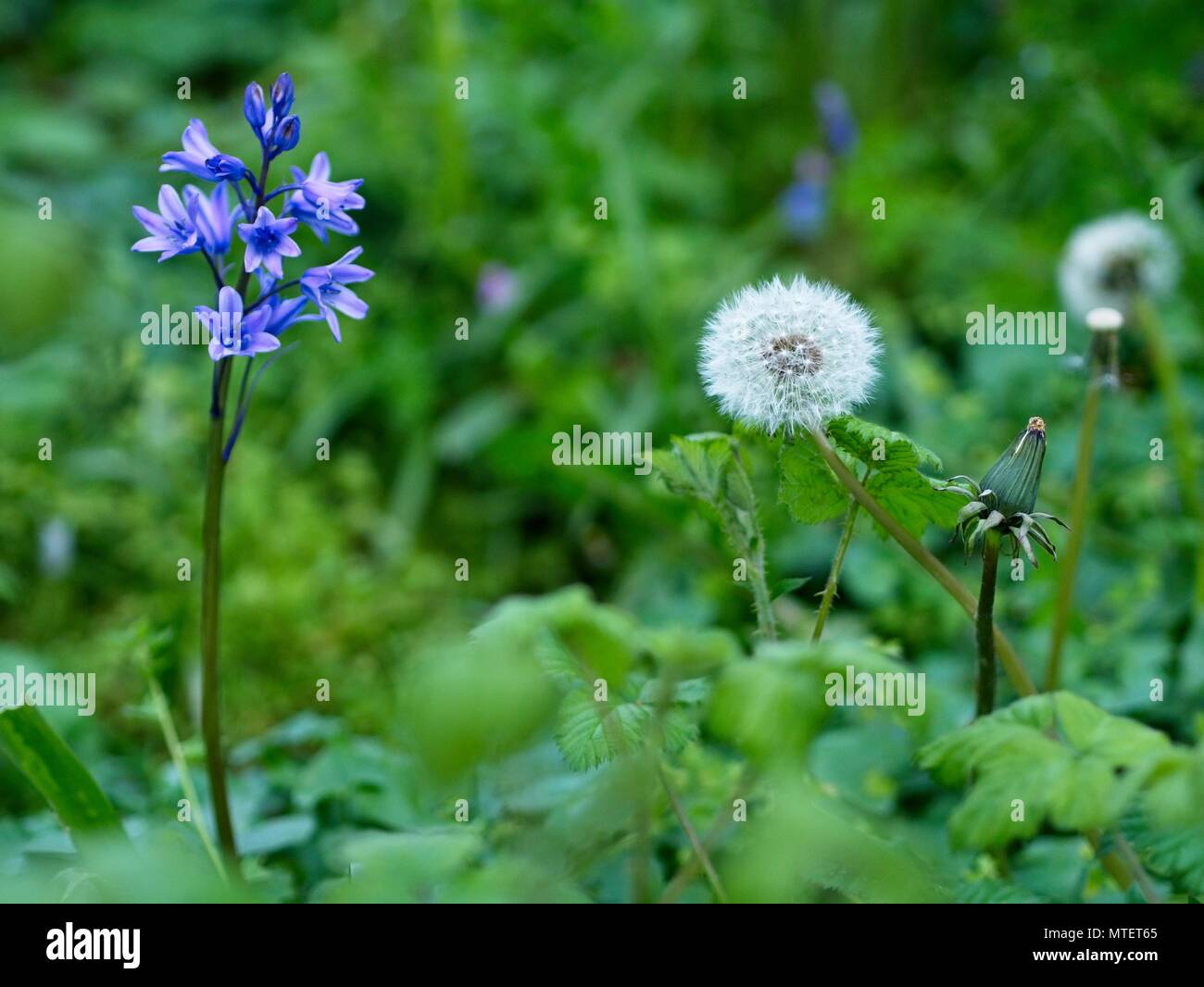 Spanish Bluebell (Hyacinthoides hispanica) and White Fluffy Dandelions ...