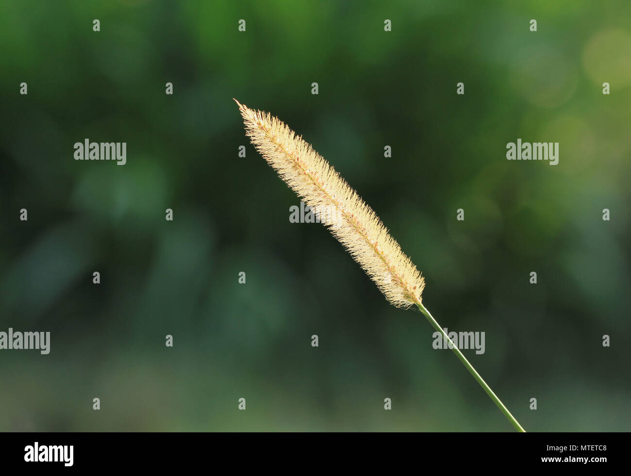 Gramineae flower hi-res stock photography and images - Alamy