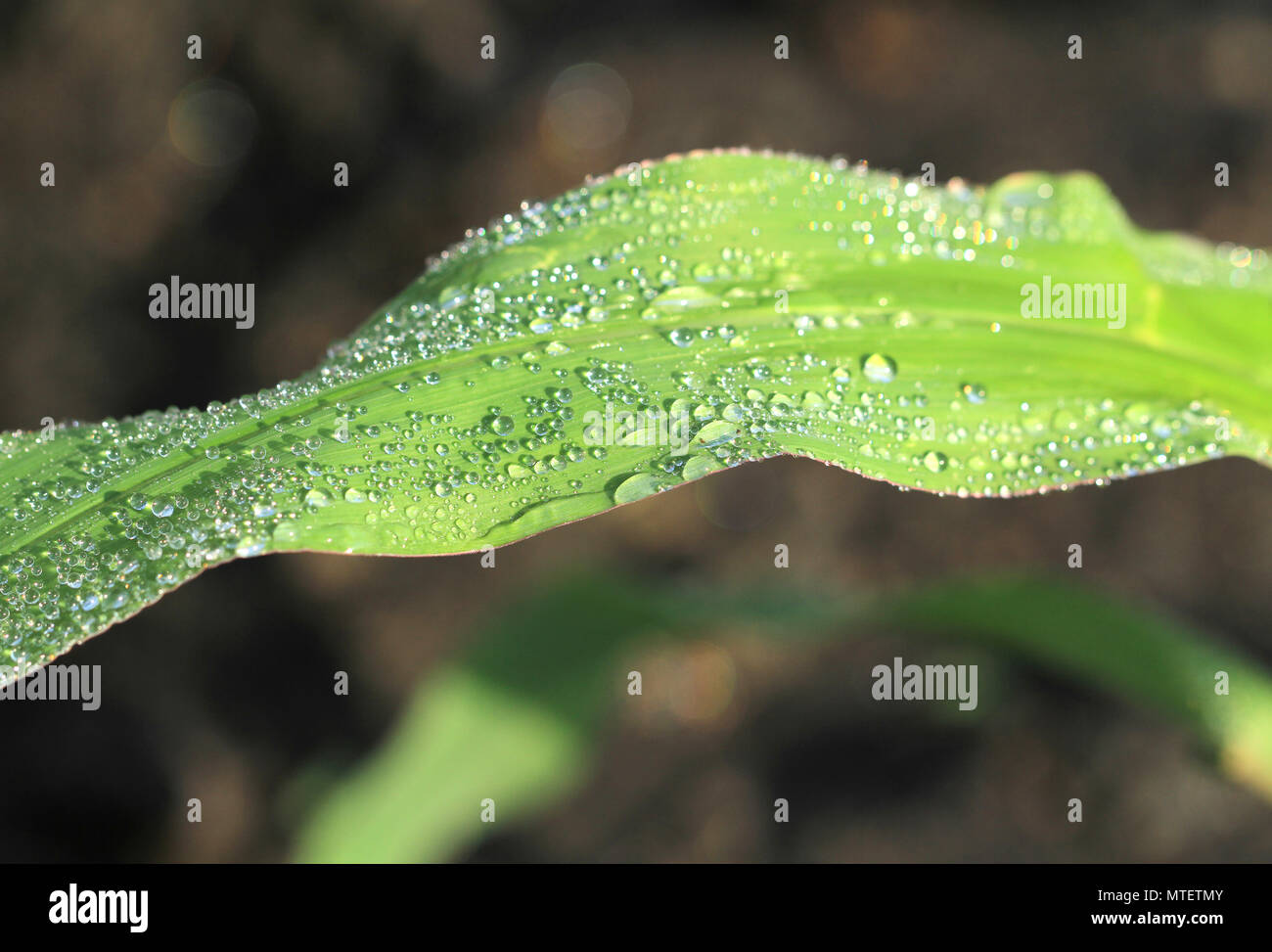 Water on corn leaf hi-res stock photography and images - Alamy