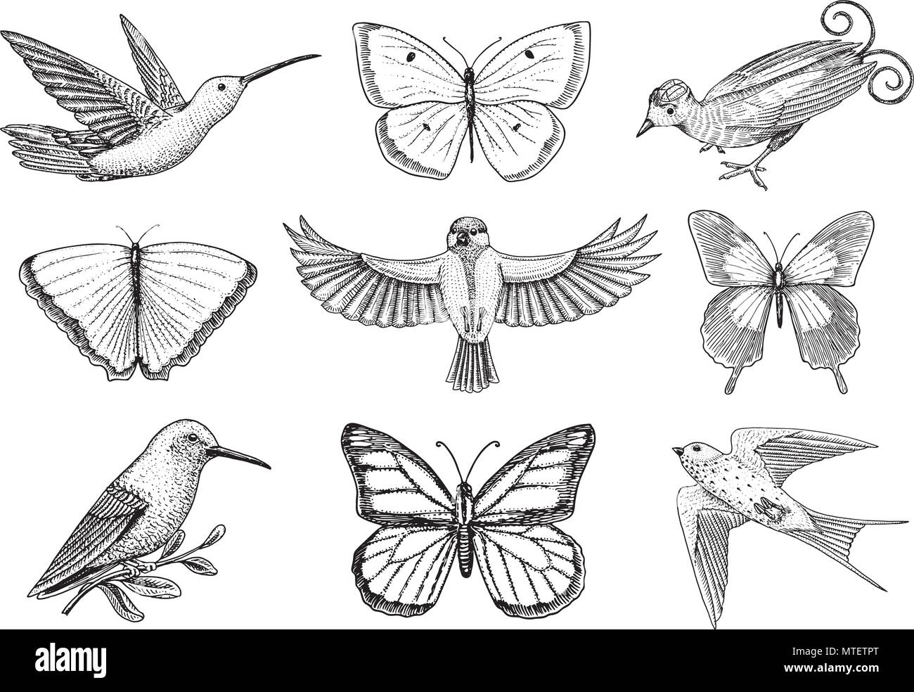 how to draw birds and butterflies
