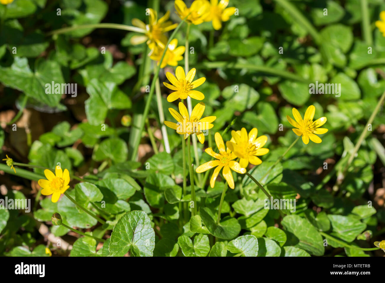 Lesser Celandine Ranunculus ficaria early spring flower Stock Photo - Alamy
