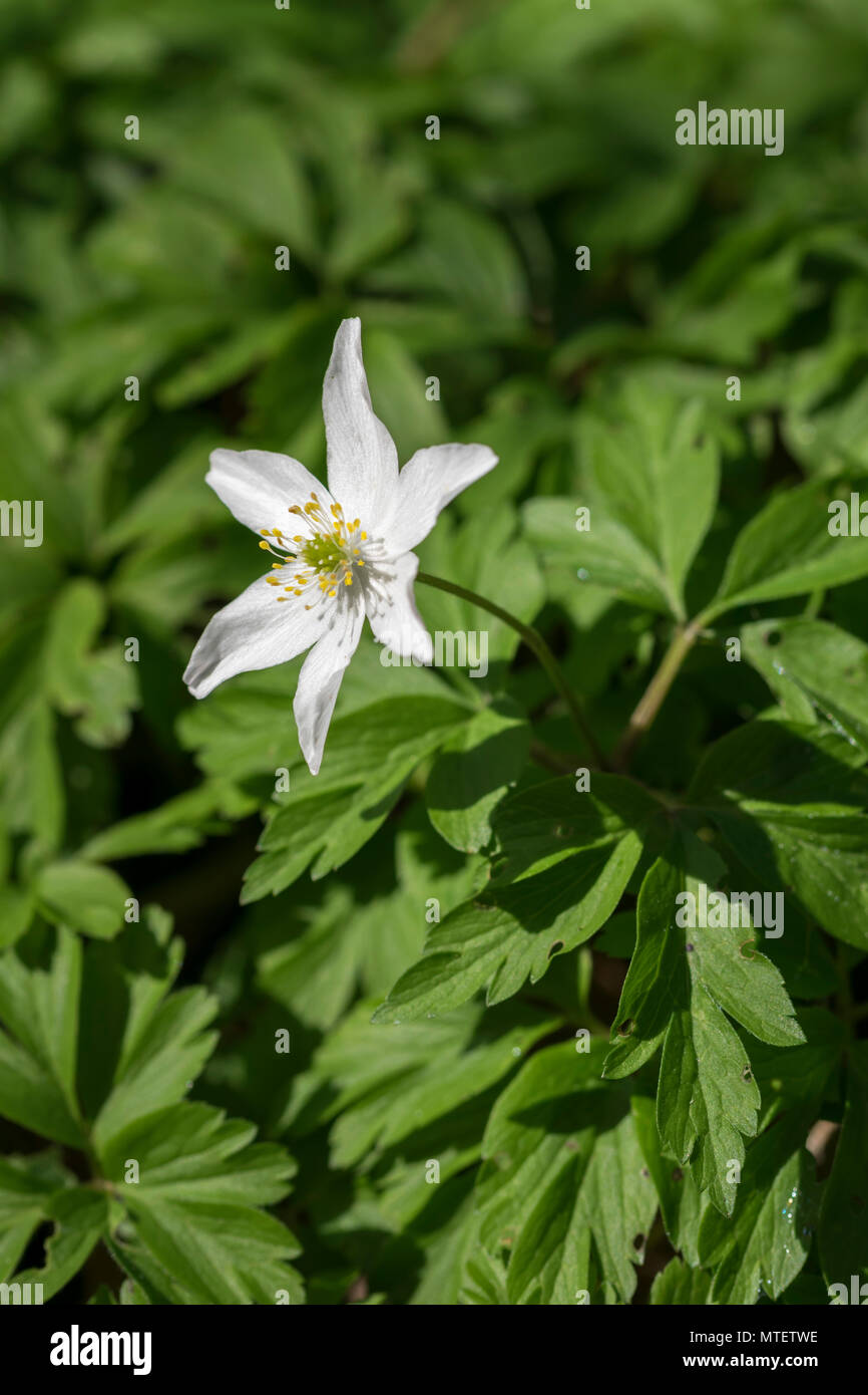 Anemone windflower hi-res stock photography and images - Alamy