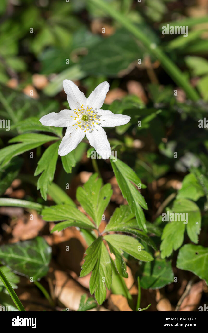 Wood anemone windflower anemone hi-res stock photography and images - Alamy