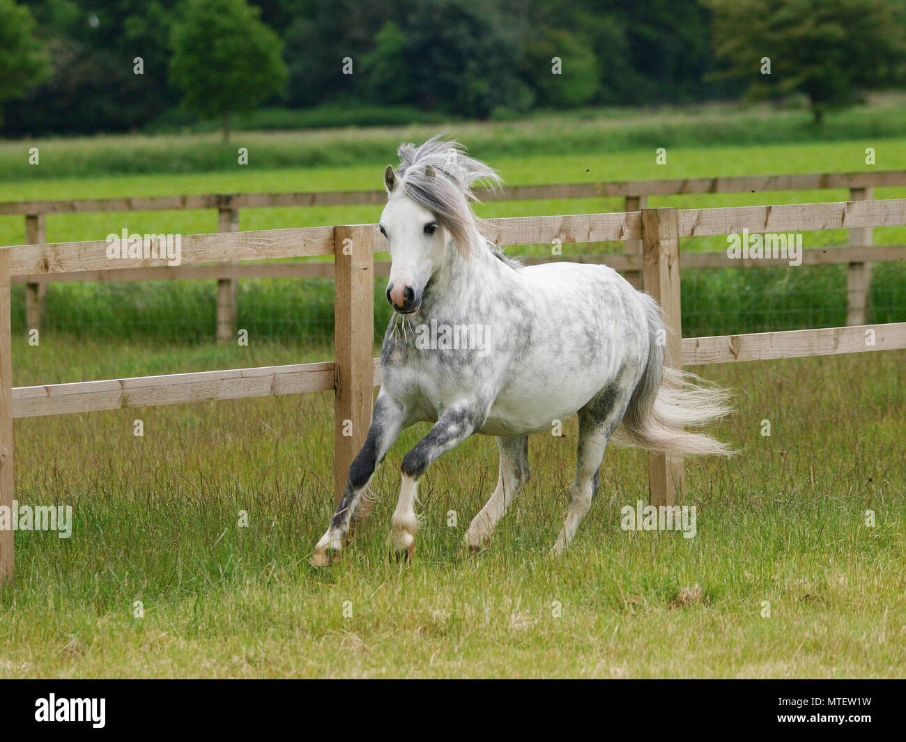 A pretty grey welsh pony canters through a summer paddock Stock Photo ...