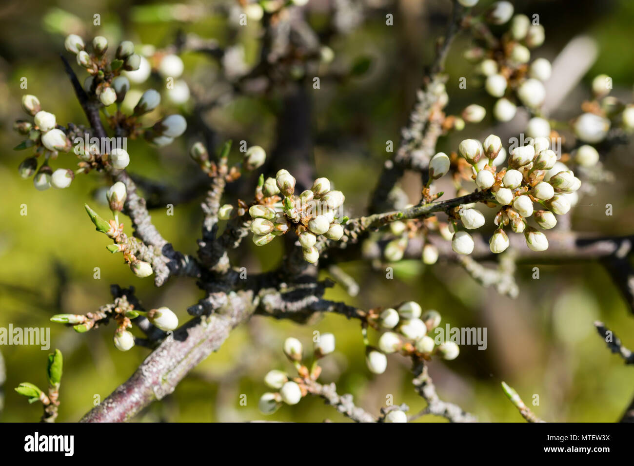 Prunus spinosa hedge hi-res stock photography and images - Alamy