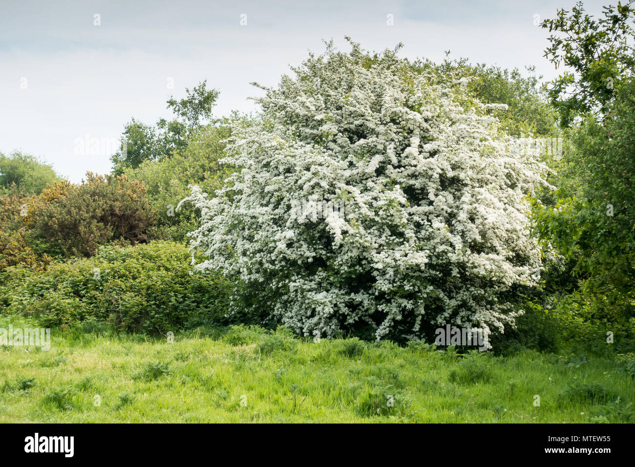 Common hawthorn crataegus monogyna rosaceae hi-res stock photography ...