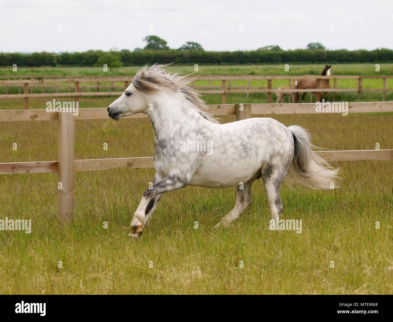 A pretty grey welsh pony canters through a summer paddock Stock Photo ...