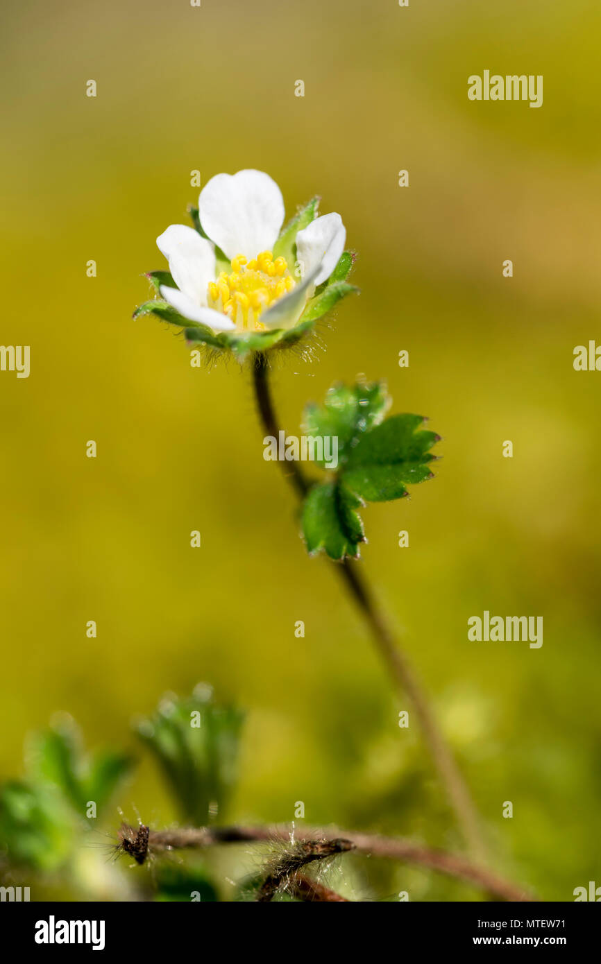 Strawberry flower hi-res stock photography and images - Alamy