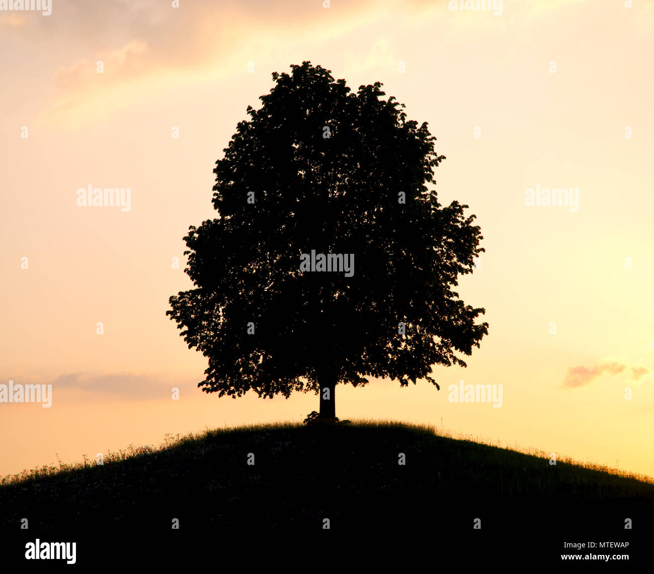 Tree silhouettes sunset on hill hi-res stock photography and images - Alamy