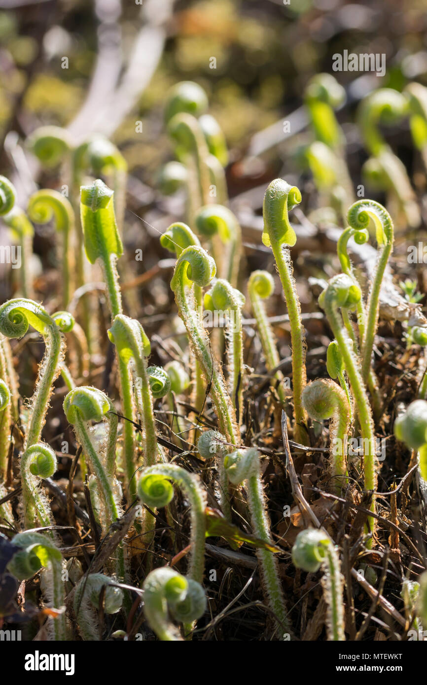 Fiddle ferns hi-res stock photography and images - Alamy