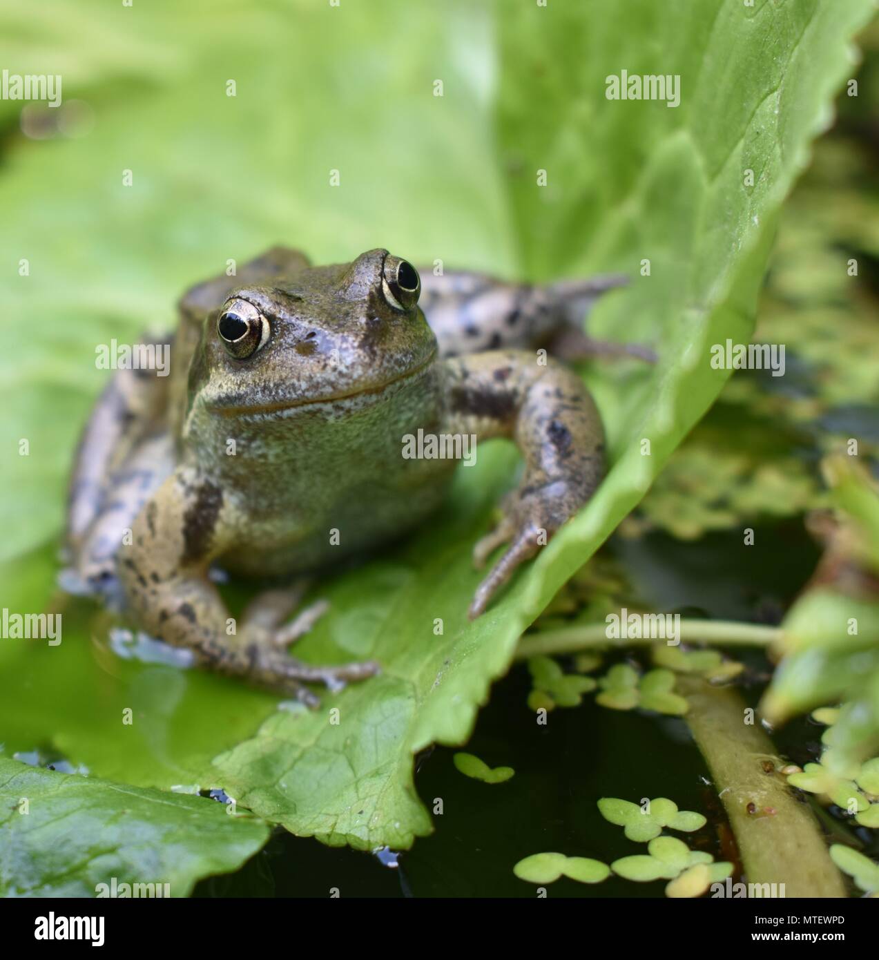 Frog in a local pond Stock Photo - Alamy