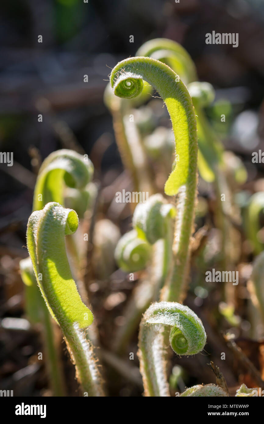 Heart's Tongue Fern fiddle heads emerging in spring Stock Photo - Alamy
