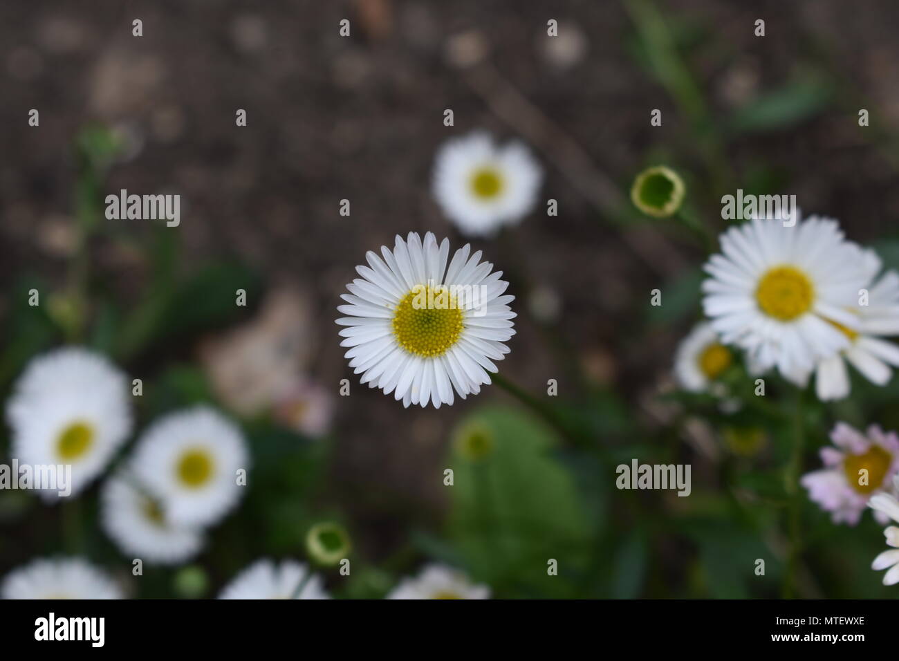 Common flowers hi-res stock photography and images - Alamy
