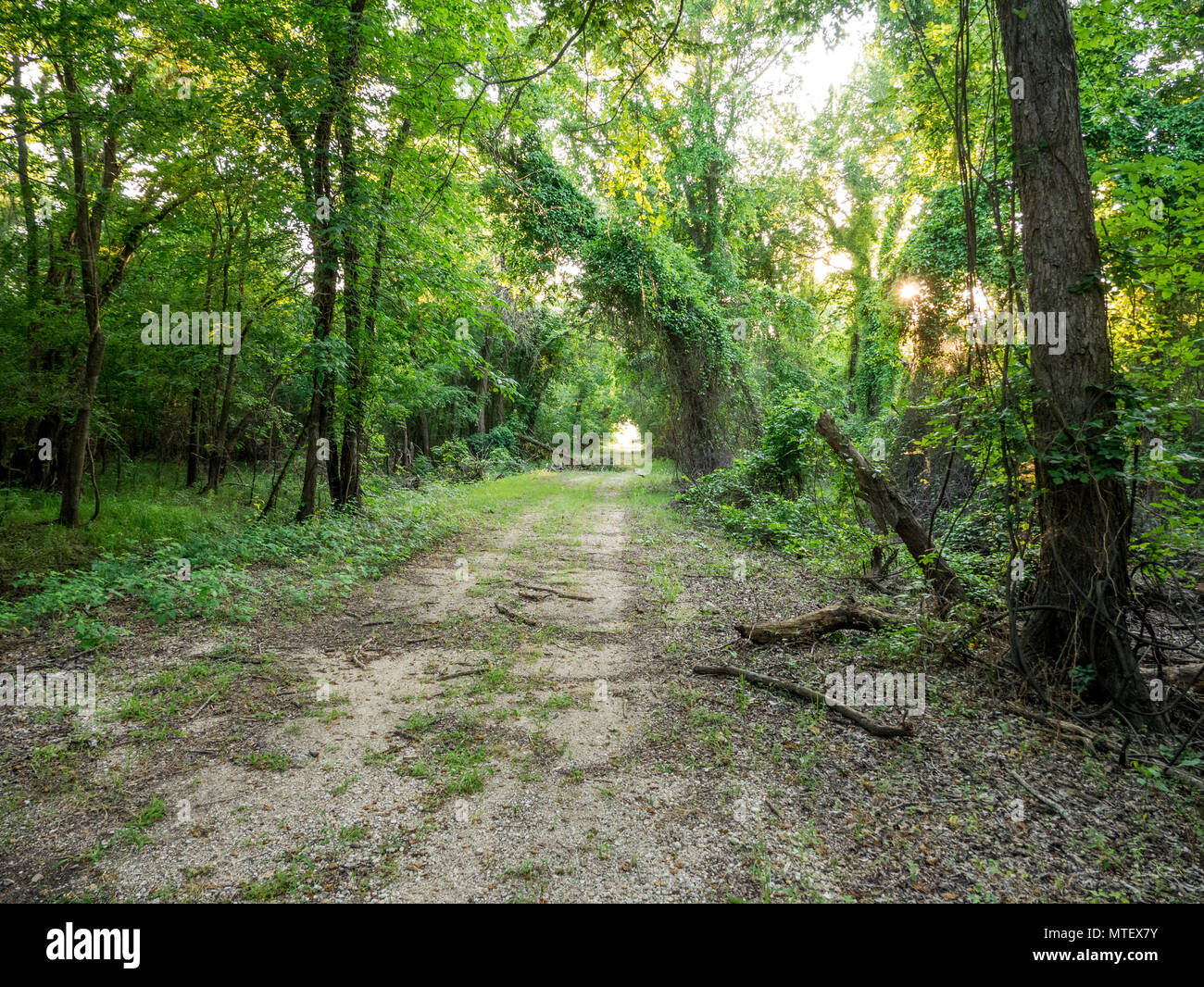 An overgrown path leading into the wilderness Stock Photo - Alamy