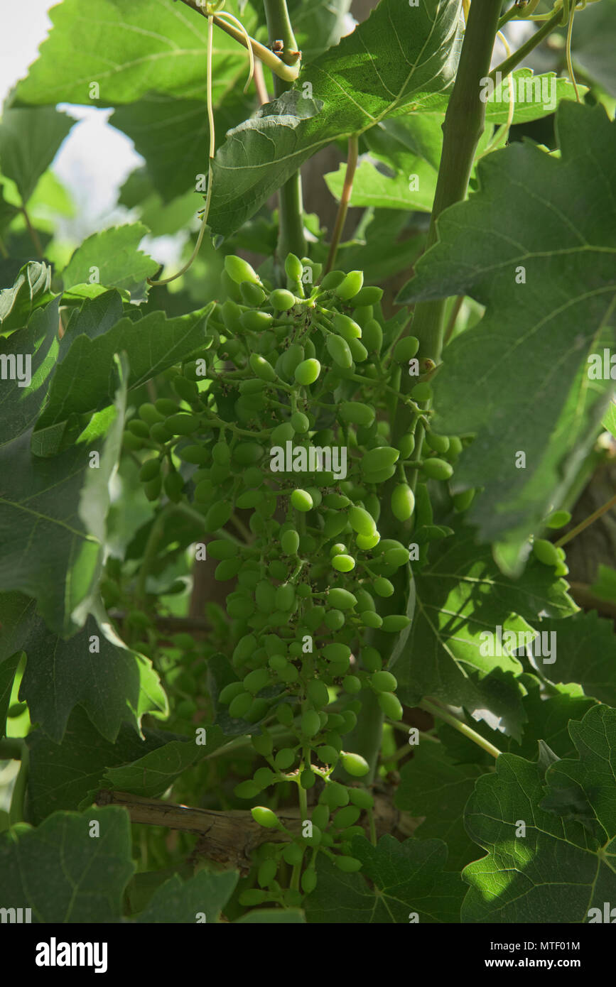 Grape trellis hi-res stock photography and images - Alamy