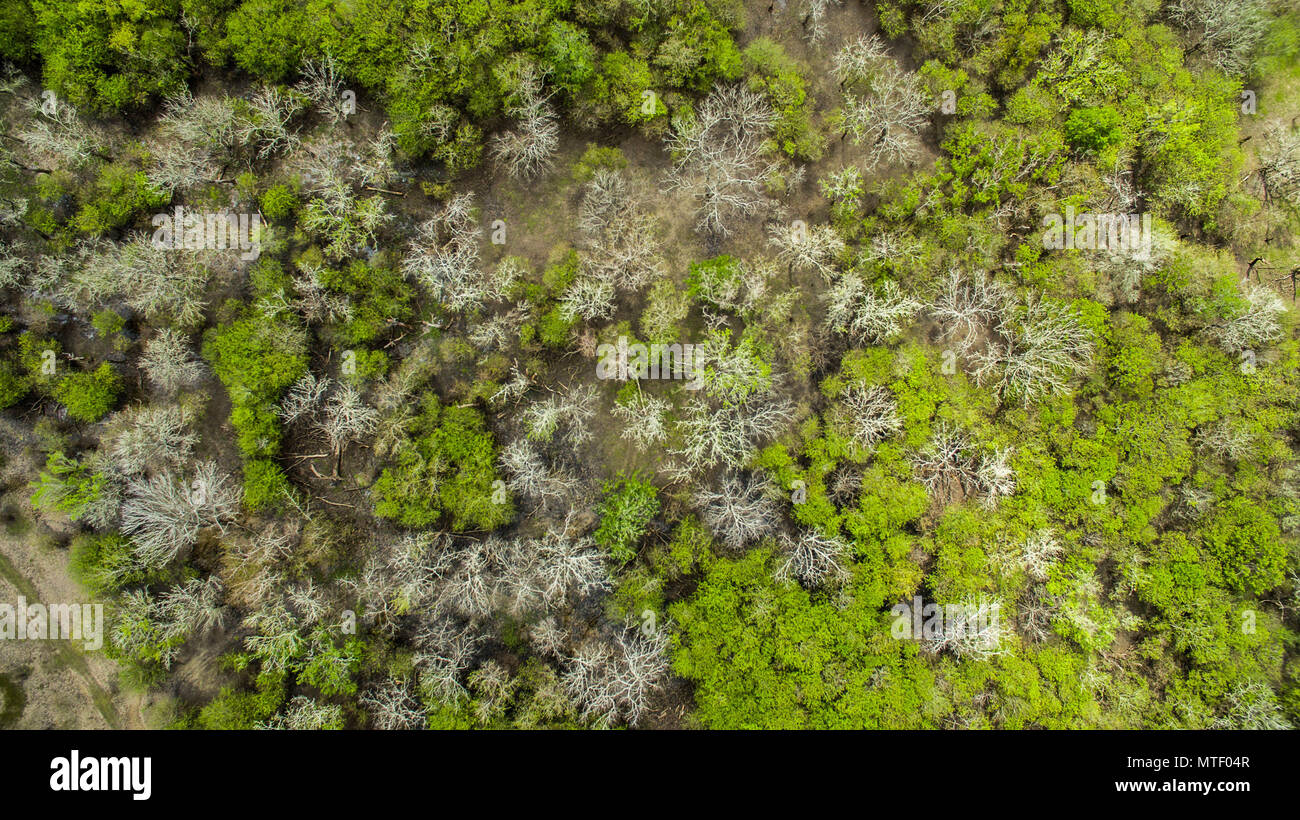 Dead alive plant hi-res stock photography and images - Alamy