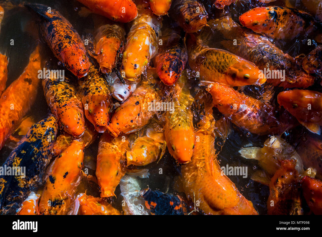 School of very colorful Koi fish breaking the surface of the water ...