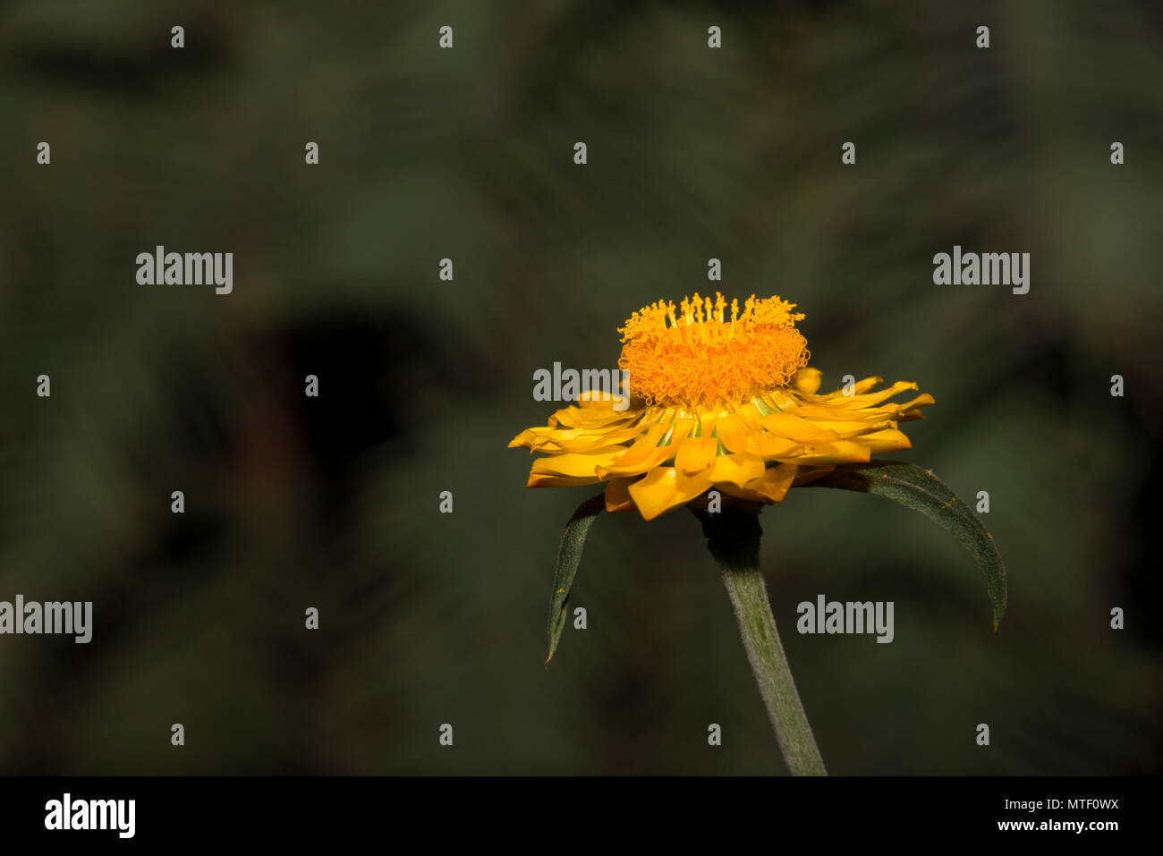 Orange yellow everlasting flower hi-res stock photography and images ...