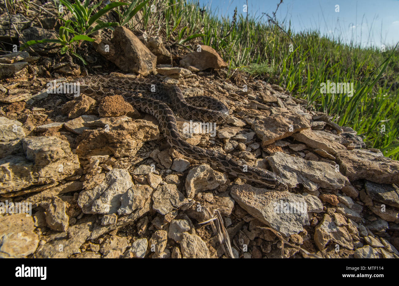 Elaphe guttata emoryi hi-res stock photography and images - Alamy