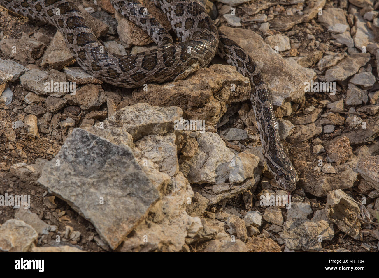 Great Plains Ratsnake (Pantherophis emoryi) from Gage County, Nebraska ...
