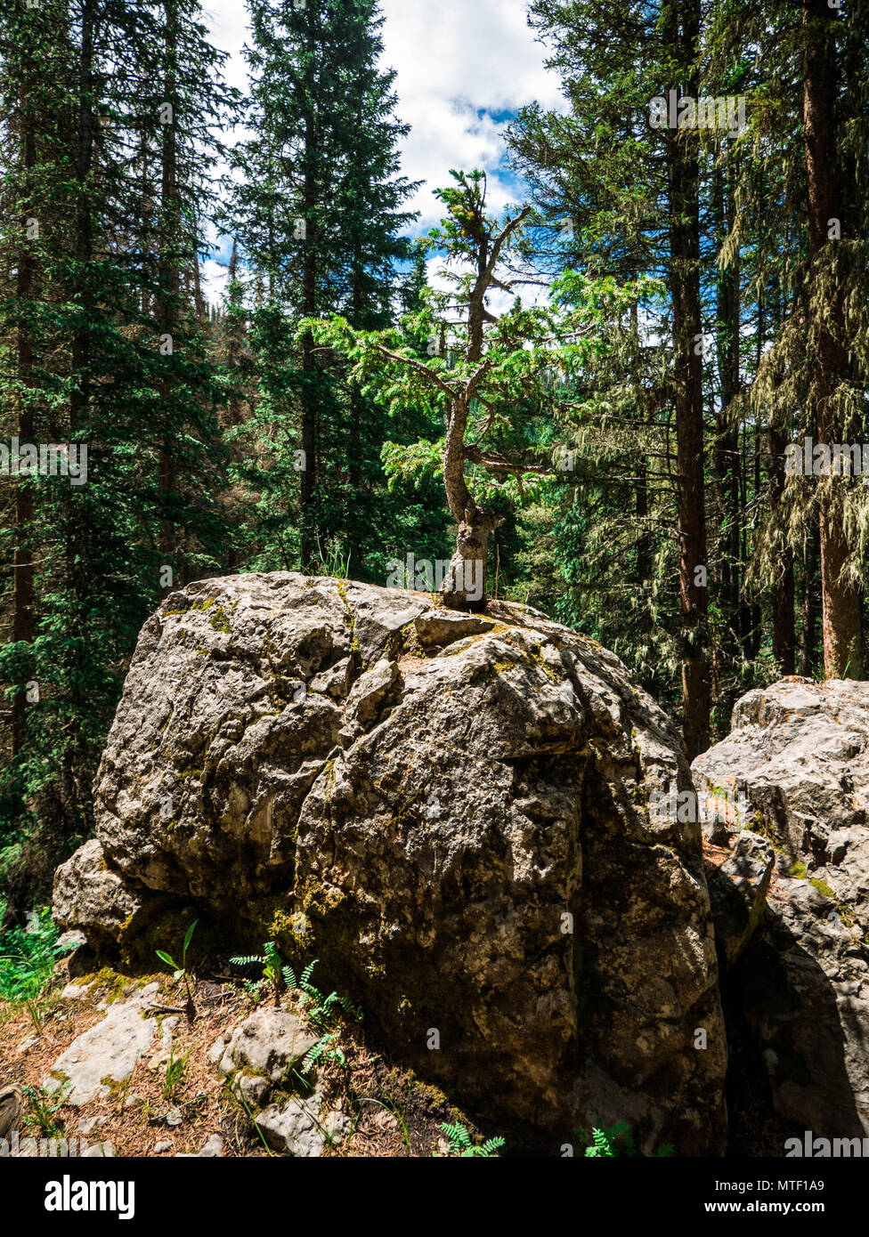 A tree growing out of a rock Stock Photo - Alamy