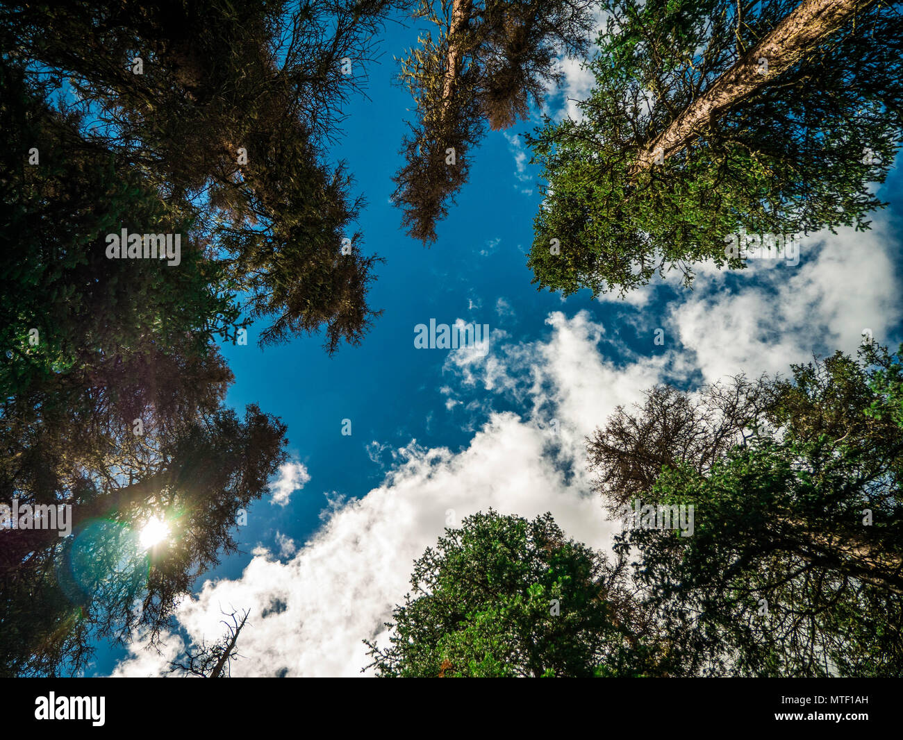 Looking into the tree canopy Stock Photo - Alamy