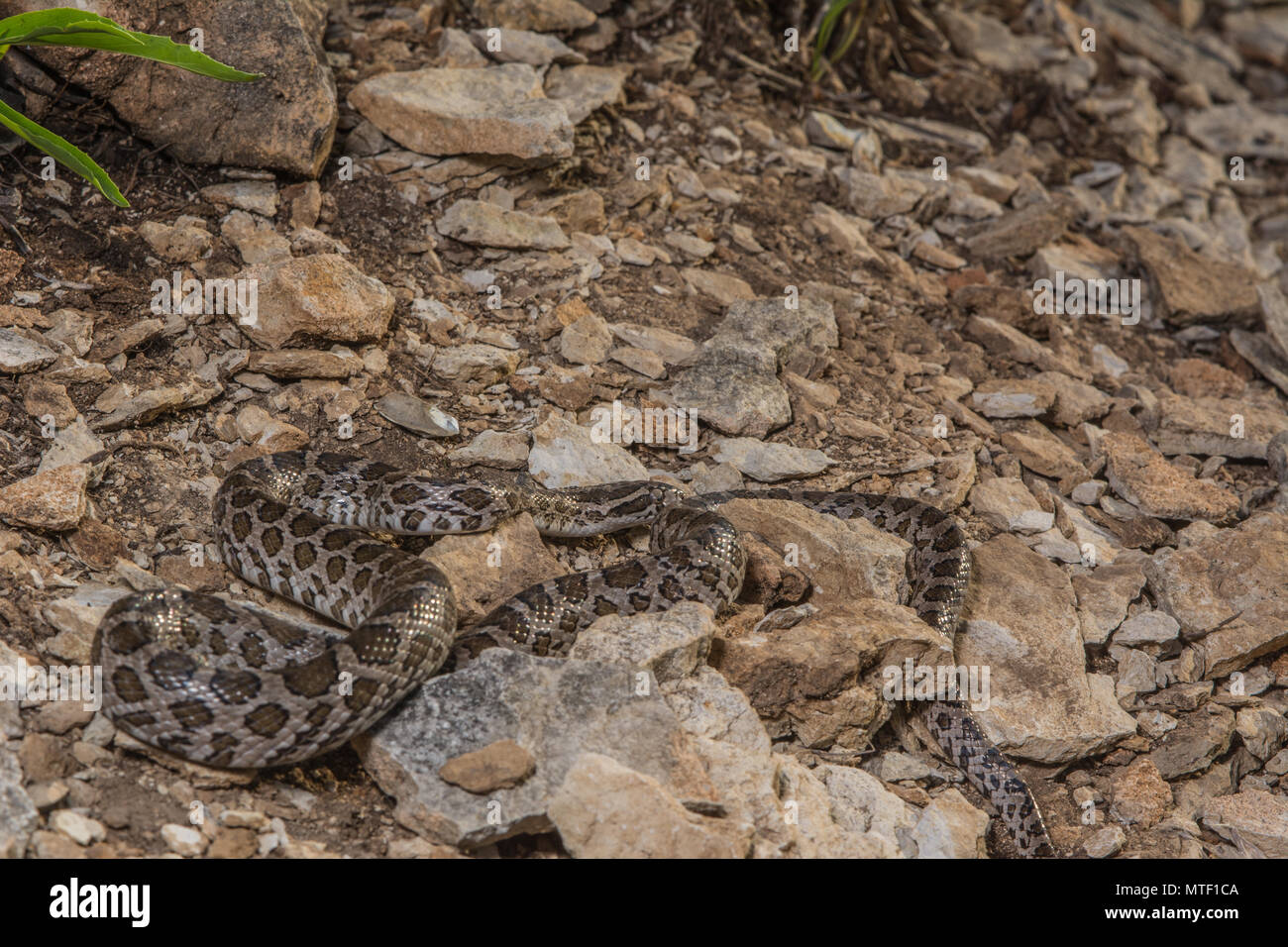 Great Plains Ratsnake (Pantherophis emoryi) from Gage County, Nebraska ...