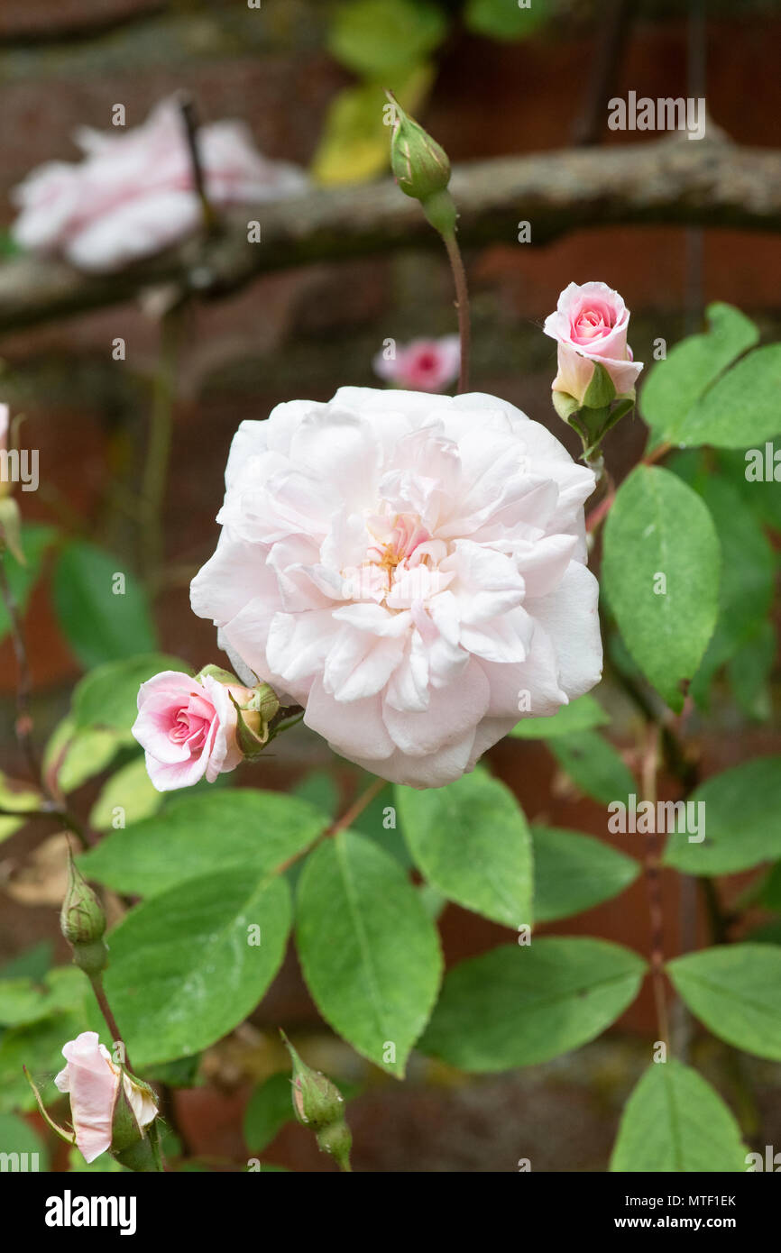 Rosa. Pink climbing Rose 'Cecile brunner' flower against a brick wall ...