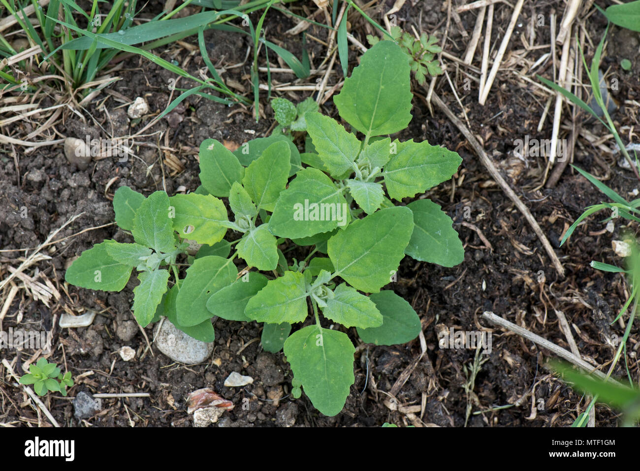 Fat-hen or lamb's quarters, Chenopodium album, young plants of annual ...