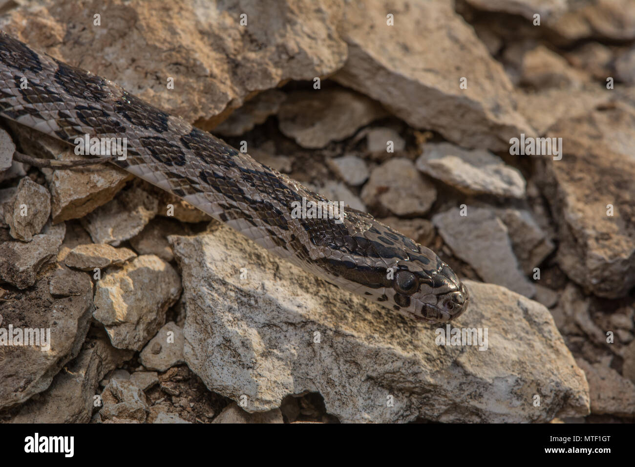 Great Plains Ratsnake (Pantherophis emoryi) from Gage County, Nebraska ...