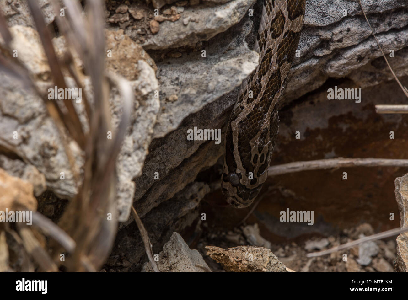 Great Plains Ratsnake (Pantherophis emoryi) from Gage County, Nebraska ...