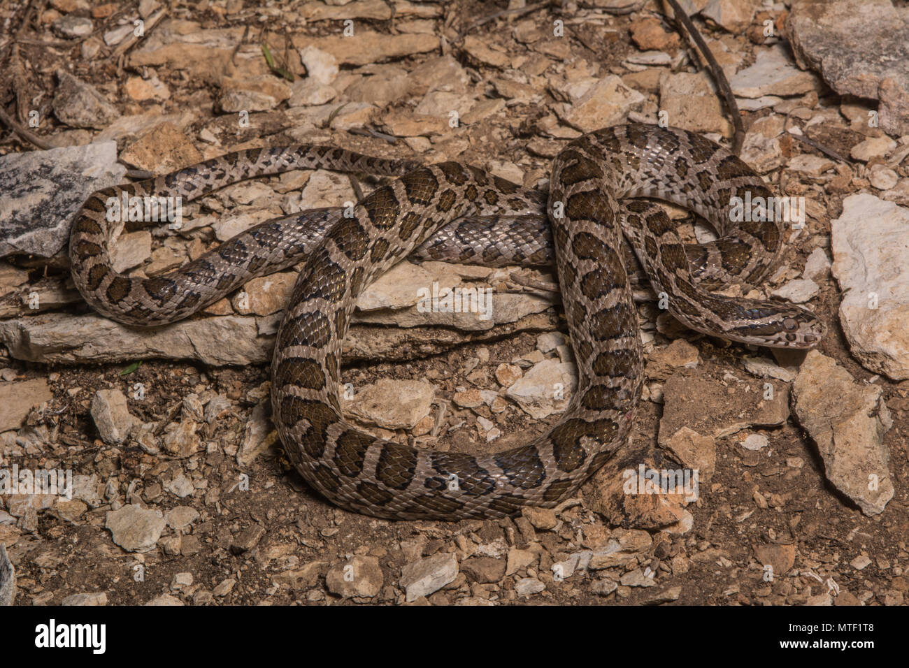 Elaphe guttata cornsnake hi-res stock photography and images - Alamy