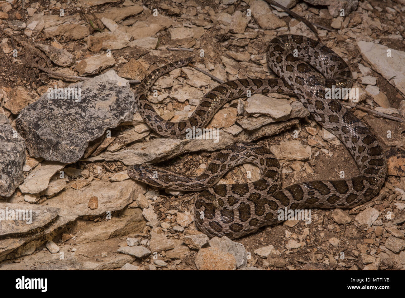 Elaphe guttata emoryi hi-res stock photography and images - Alamy