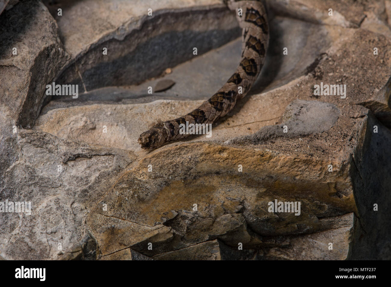 Great Plains Ratsnake (Pantherophis emoryi) from Gage County, Nebraska ...