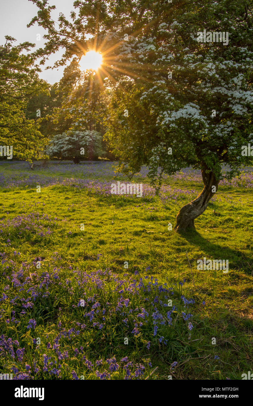 Easthill park hi-res stock photography and images - Alamy