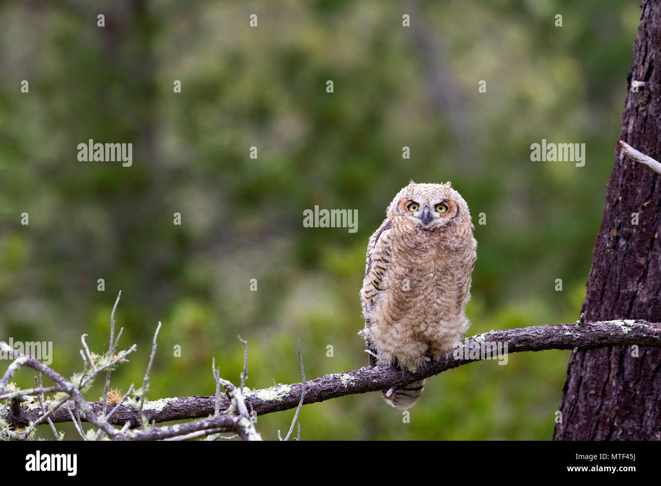 Horned owlet hi-res stock photography and images - Alamy